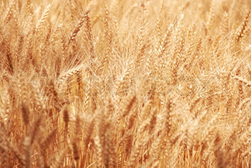 Many yellow wheat plants on field ... | Stock image | Colourbox