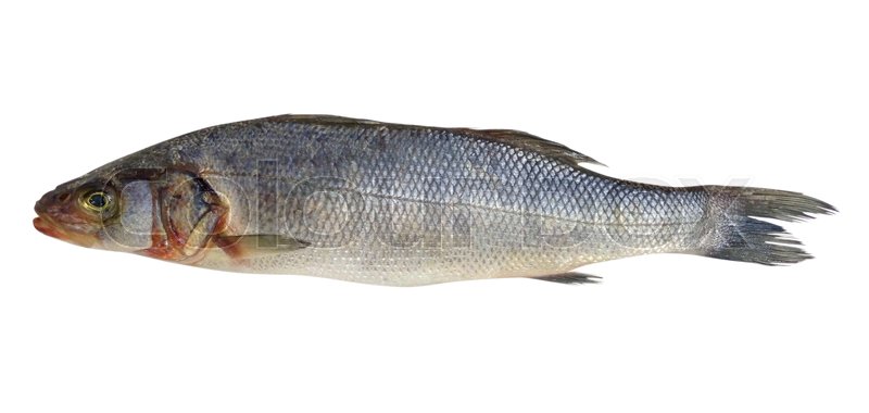 Fresh Seabass fish isolated on white. ... | Stock image | Colourbox