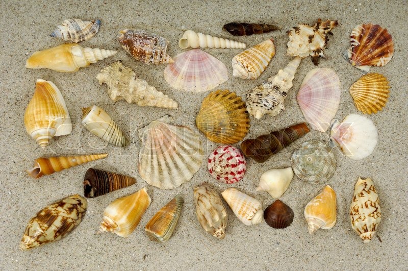 Collection with many different shells ... | Stock image | Colourbox