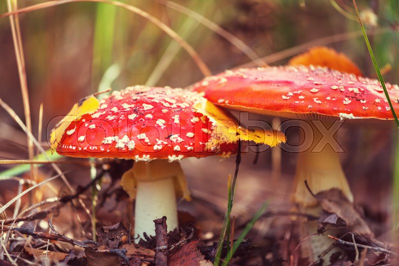 Mushrooms in Fall season | Stock image | Colourbox