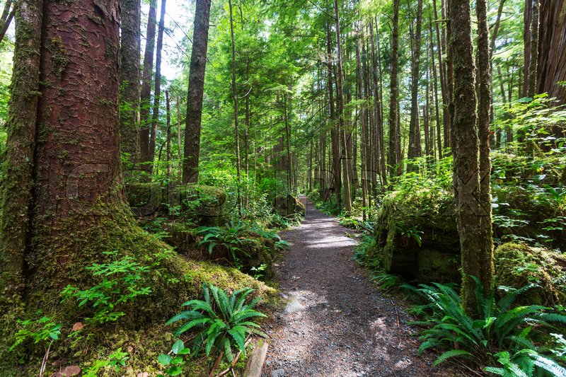 Rain forest in Vancouver island, ... | Stock image | Colourbox