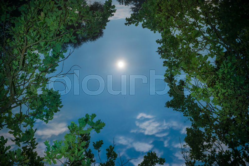 Moon through tree leaves at night at ... | Stock image | Colourbox