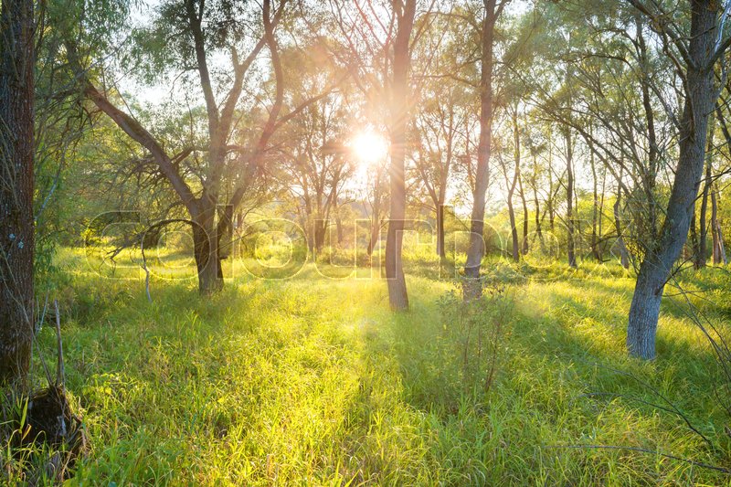 Green sunny park. Landscape with sun ... | Stock image | Colourbox