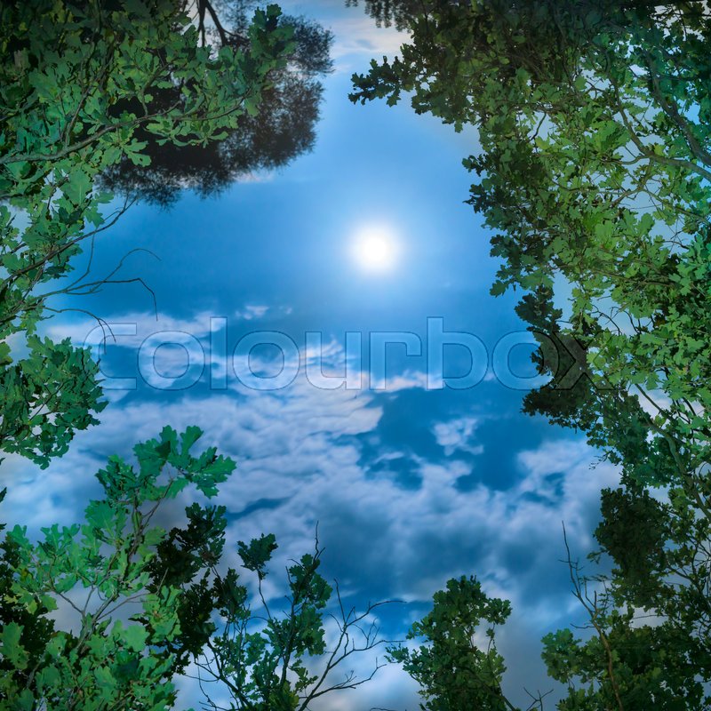 Moon through tree leaves at night at ... | Stock image | Colourbox