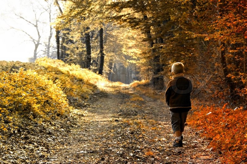 A young child walking in forest - ... | Stock image | Colourbox
