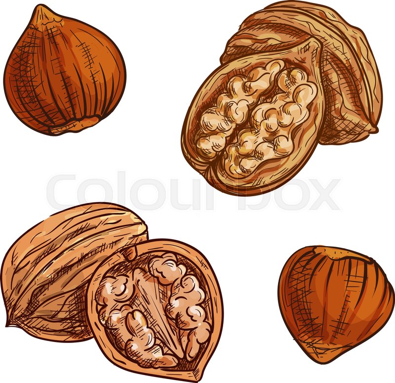 Walnut Drawing