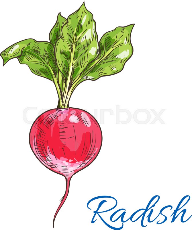 Radish Drawing