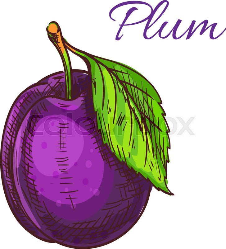 Java Plum Drawing