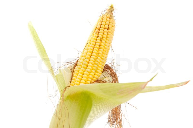 Maize on a white background | Stock image | Colourbox