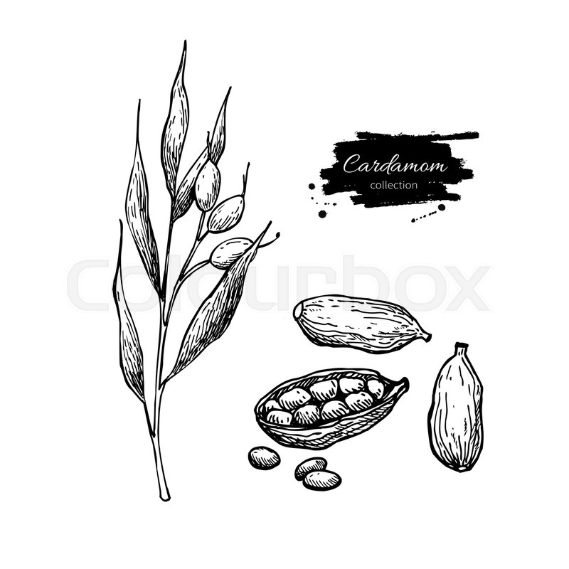 Cardamom Plant Drawing