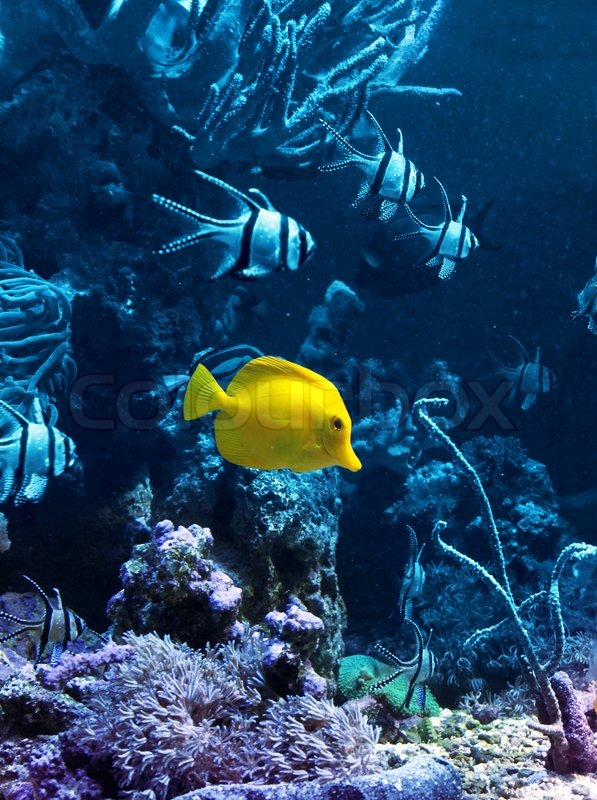 Yellow tropical fish in blue sea coral ... | Stock image | Colourbox