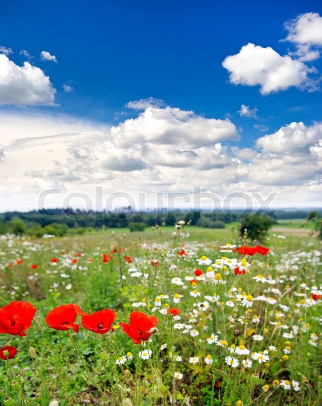 Countryside. beautiful meadow and ... | Stock image | Colourbox