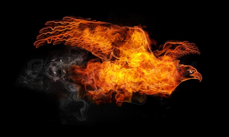 Fire Eagle Isolated on the Black ... | Stock image | Colourbox