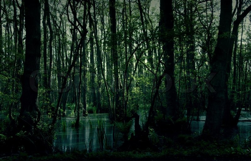 Spooky swamp | Stock Photo | Colourbox