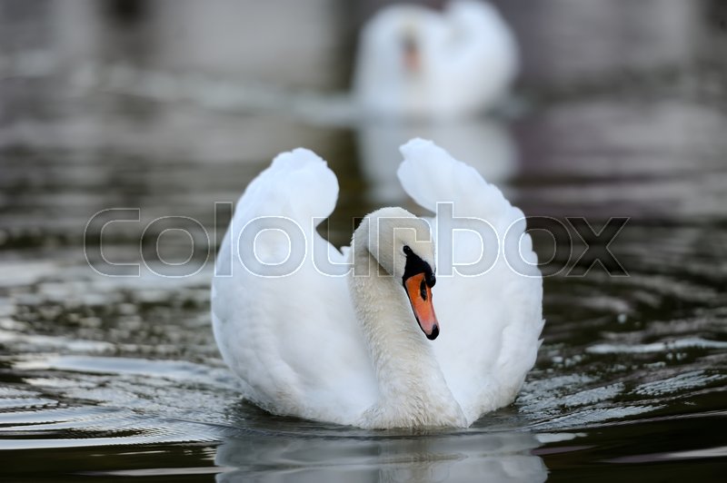 Close beautiful swan swimming in the ... | Stock image | Colourbox