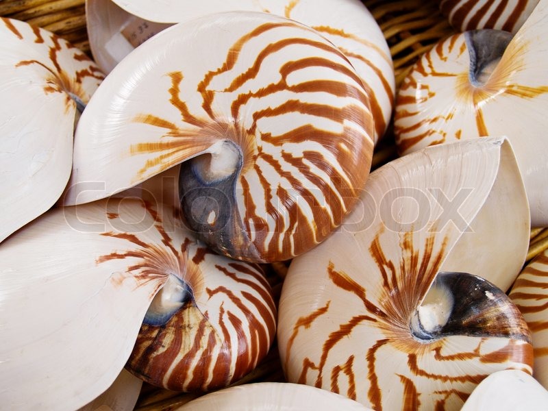 Nautilius shells | Stock image | Colourbox