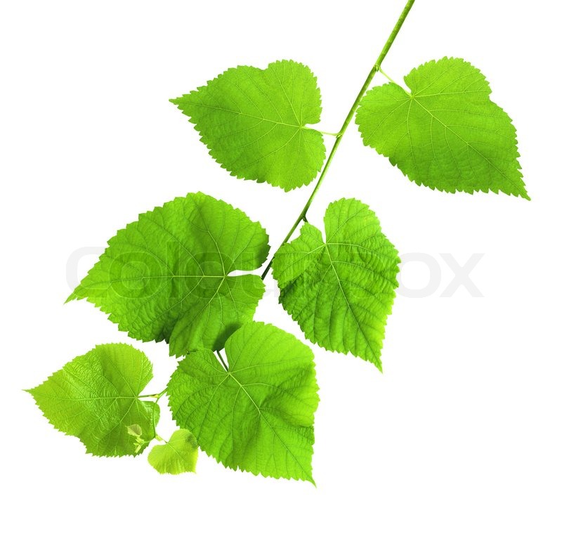 Linden grüne Zweig isoliert auf weißem ... | Stock Bild | Colourbox