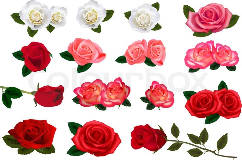 Set von einem schönen Rosen auf einem ... | Stock-Vektor | Colourbox