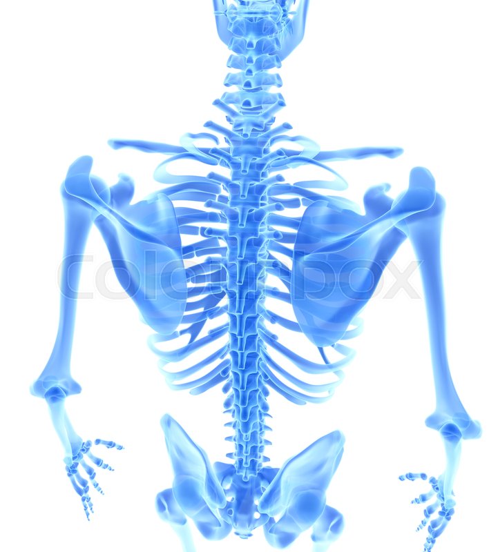 3D illustration of shiny blue skeleton ... | Stock image | Colourbox