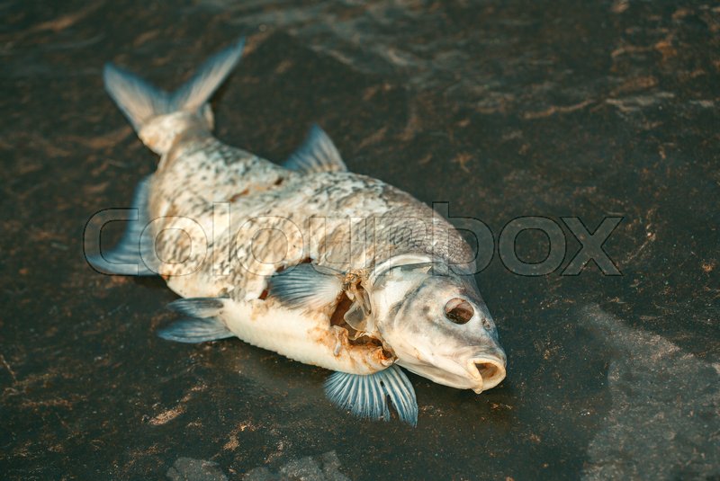 Bloated, dead, poisoned fish lies on ... | Stock image | Colourbox