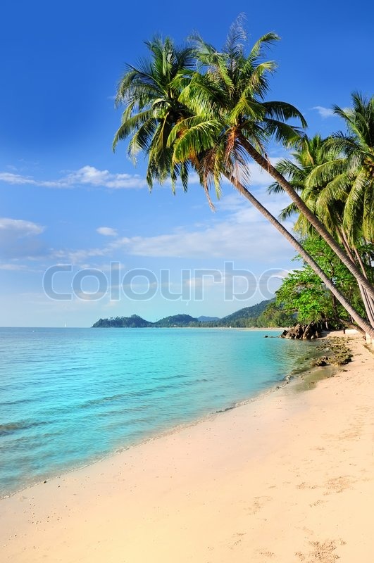 Smukke palmer træ i tropisk strand i ... | Stock foto | Colourbox