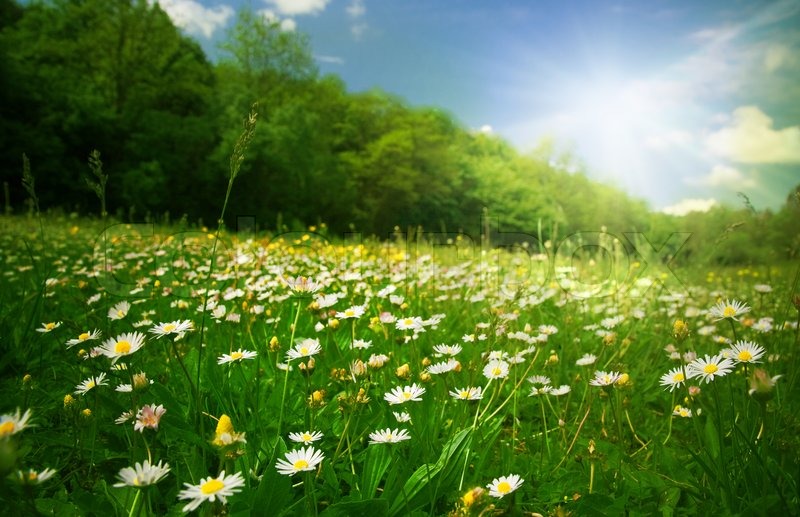 Beautiful prairie with daisies under ... | Stock image | Colourbox