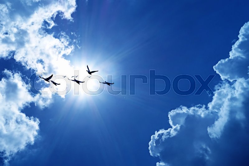 Birds flying blue sky in the background ... | Stock image | Colourbox