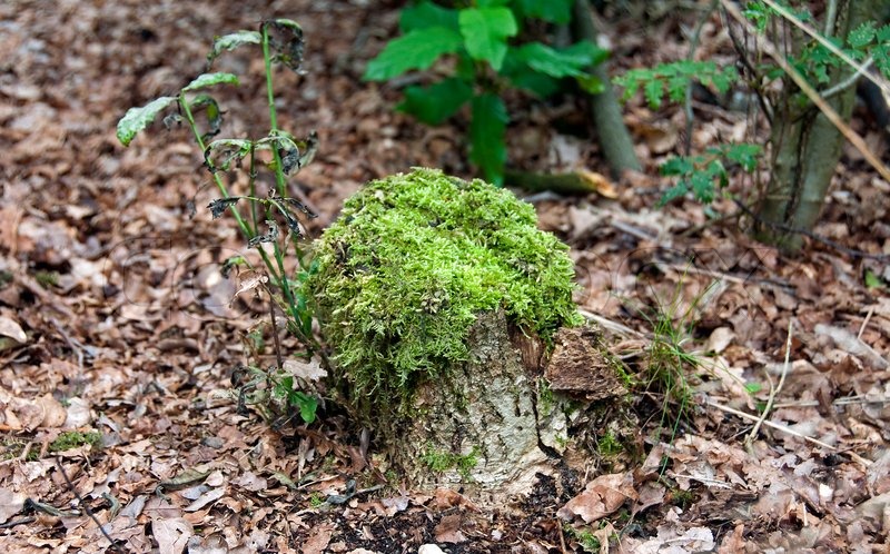Moos auf einem Baum im Wald in Holland | Stock Bild | Colourbox
