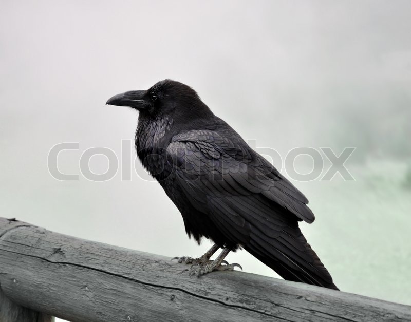 A big black wilde Rabe sitzt auf einem ... | Stock Bild | Colourbox