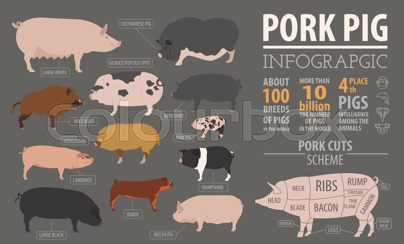 Pigs, hogs breed infographic ... | Stock vector | Colourbox