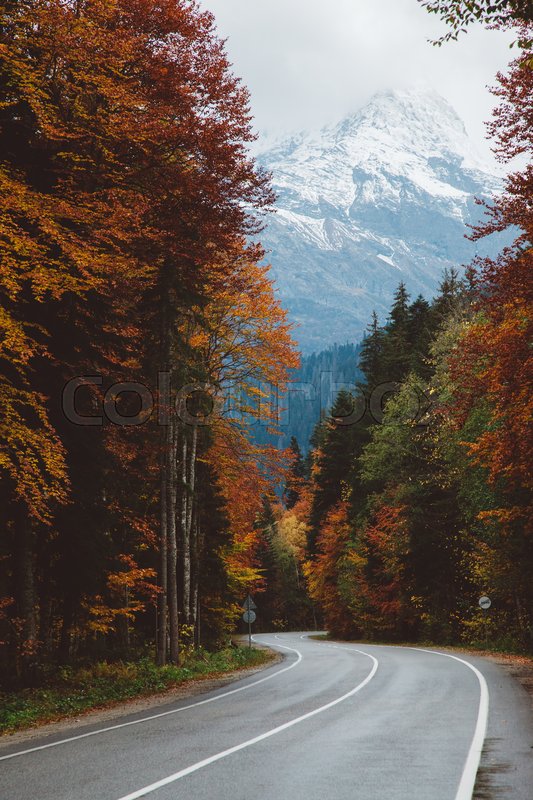Autumn Forest Road