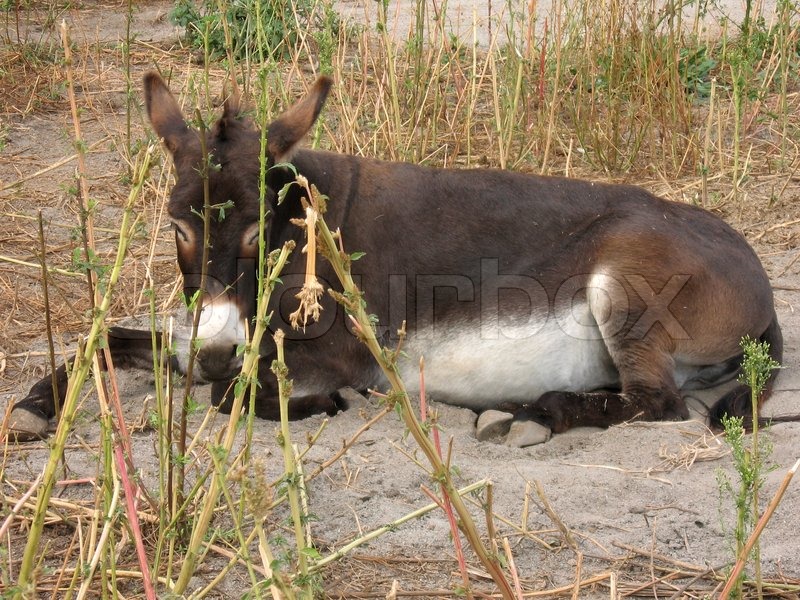 Braune Esel mit einem weißen Bauch ... | Stockfoto | Colourbox