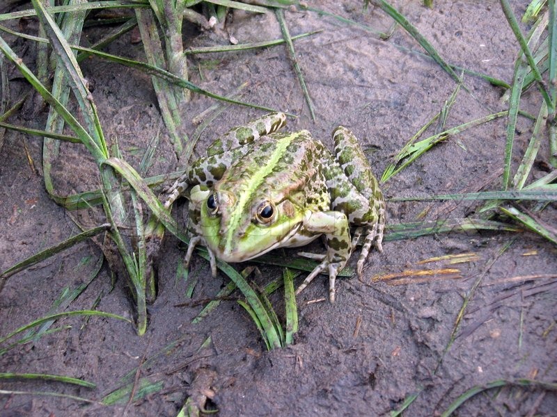 Green frog on the ground | Stock image | Colourbox