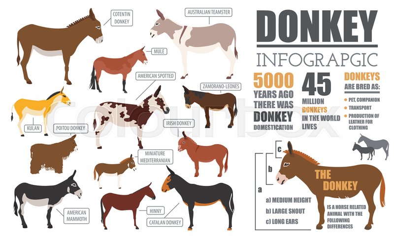 Donkey breeds infographic template. ... | Stock vector | Colourbox