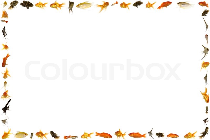 Fish frame isolated on white background ... | Stock image | Colourbox