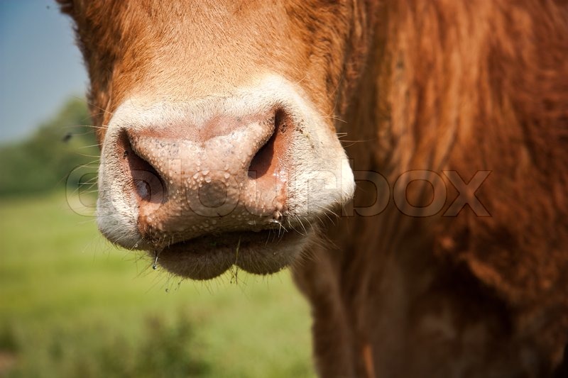 Cow muzzle with water drops | Stock image | Colourbox