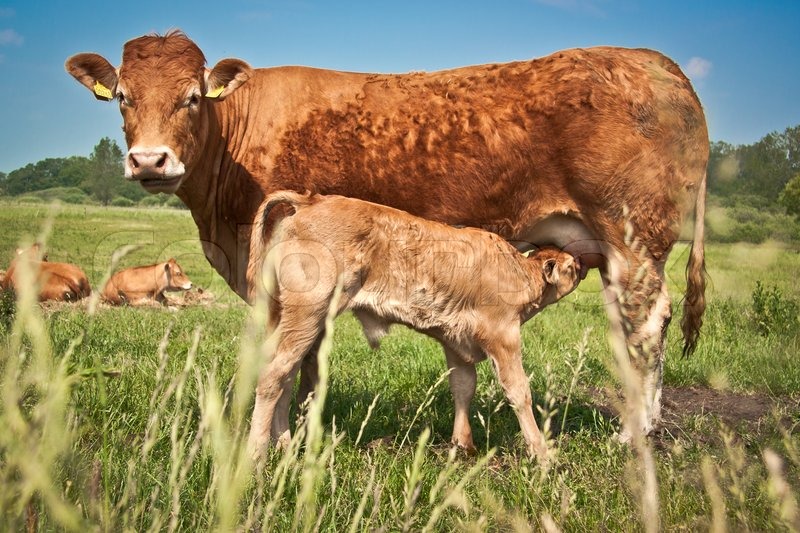 Calf drinking milk | Stock Photo | Colourbox