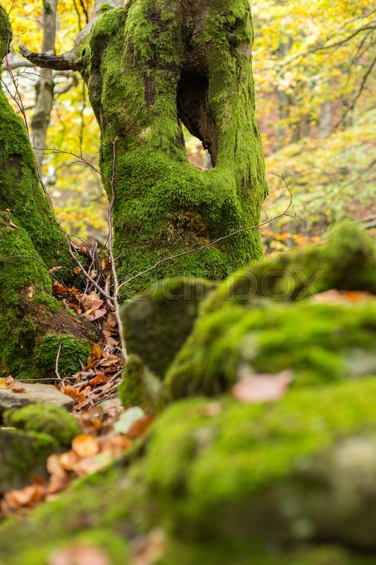 Dead trees covered with moss on a hill ... | Stock image | Colourbox