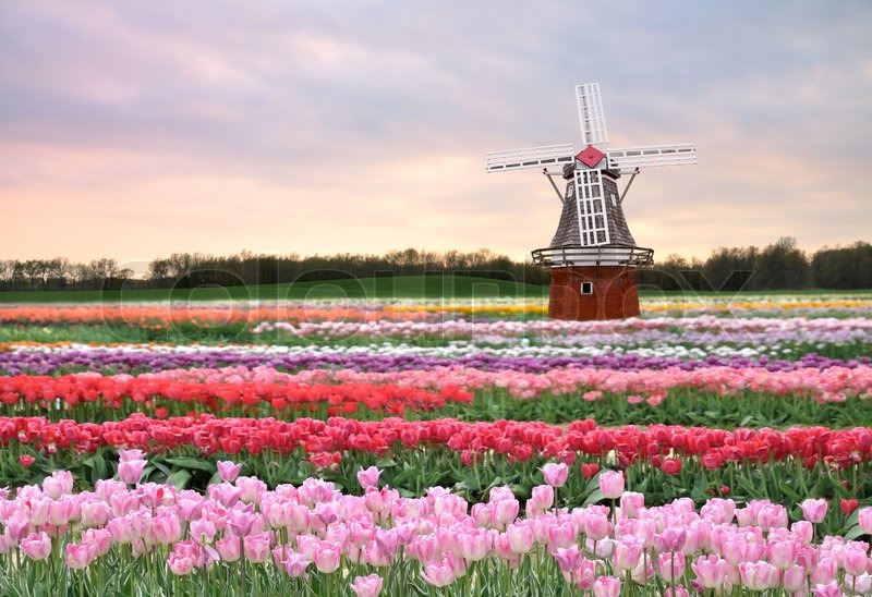 A windmill on a tulips field in the ... | Stock image | Colourbox