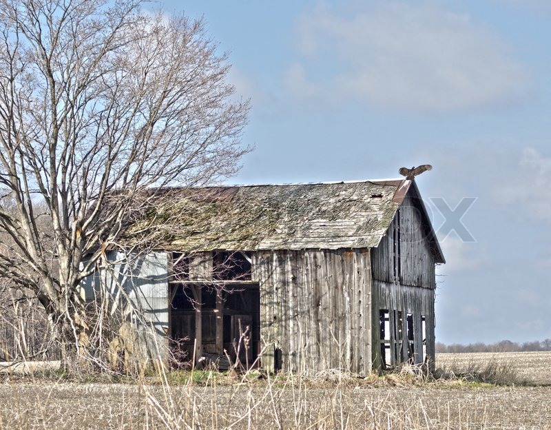 Old broken barn with a turkey vulture ... | Stock image | Colourbox