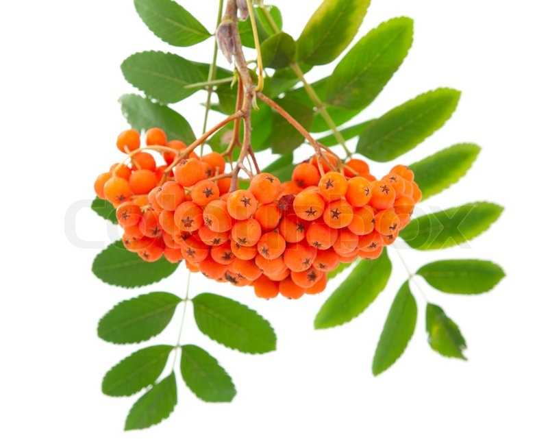 Rowanberry on a white background | Stock image | Colourbox