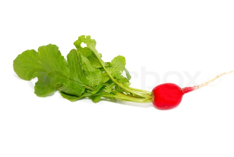 Single red radish isolated on white. | Stock image | Colourbox