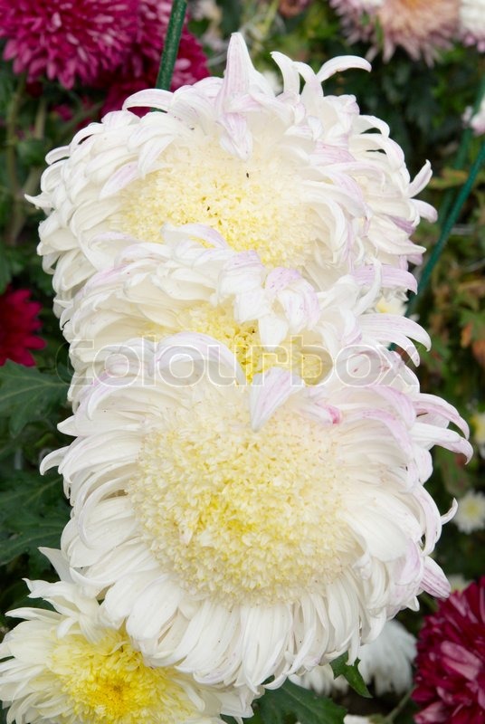 Field of white-yellow chrysanthemums. | Stock Photo | Colourbox