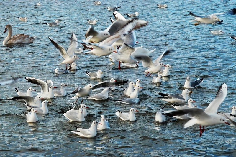 Flock of seagulls flying above the sea. | Stock image | Colourbox