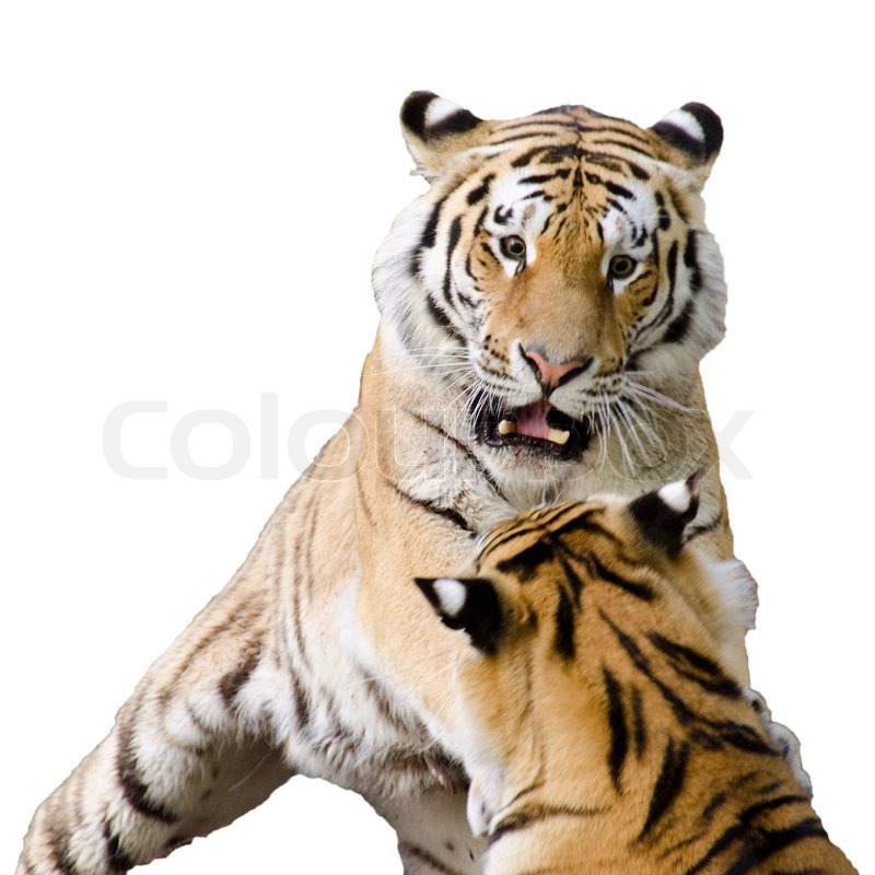Two tigers playing or fighting isolated ... | Stock image | Colourbox