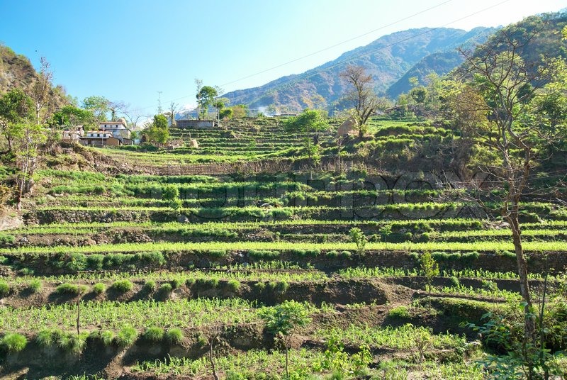 Green rice fields landscape in Nepal ... | Stock image | Colourbox