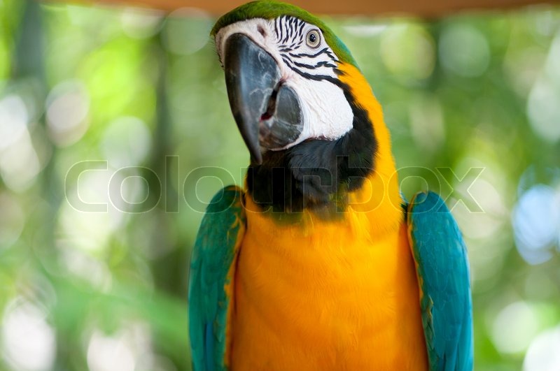 Colourful parrot bird sitting on the ... | Stock image | Colourbox