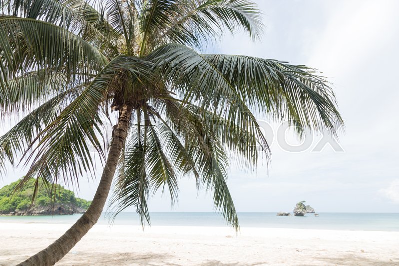 Coconut trees at the beach. Close to ... | Stock image | Colourbox