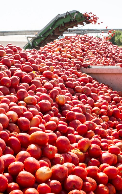 Harvester collects tomatoes in trailer. ... | Stock image | Colourbox