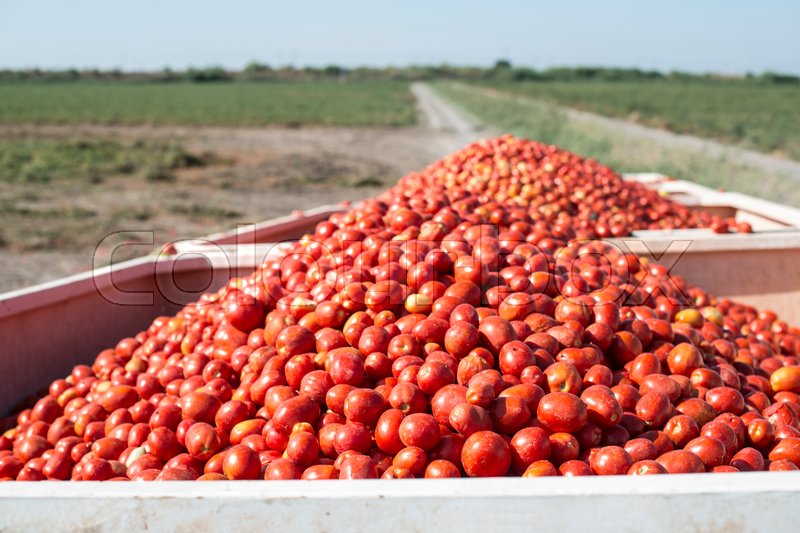 Harvester collects tomatoes in trailer. ... | Stock image | Colourbox